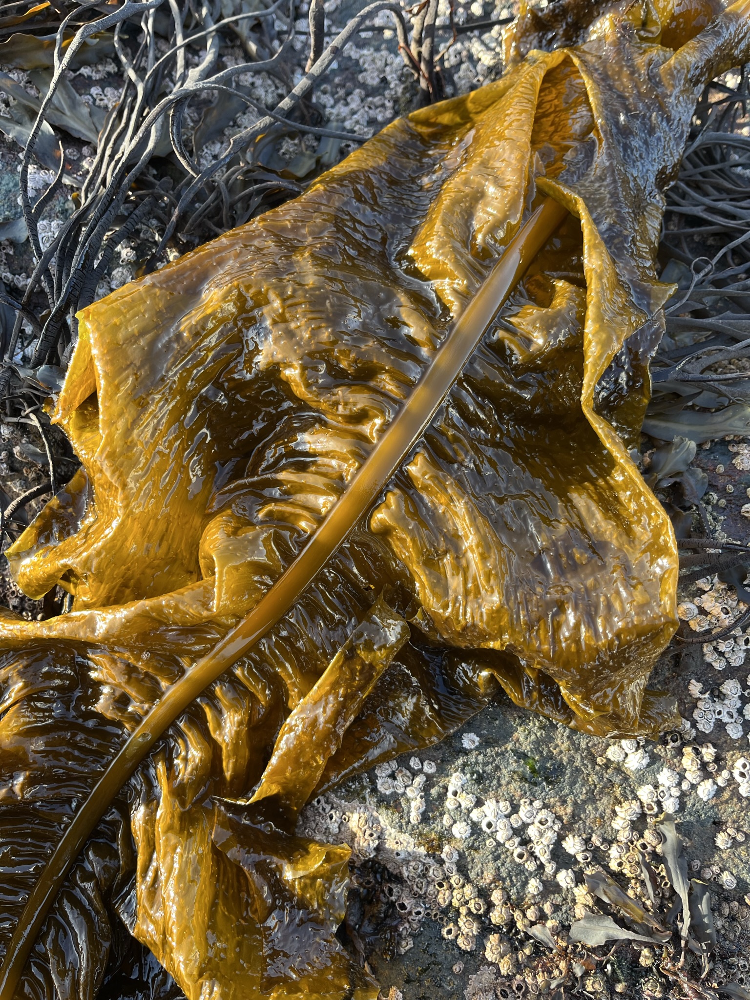 Butare – Fesk-kjerringa